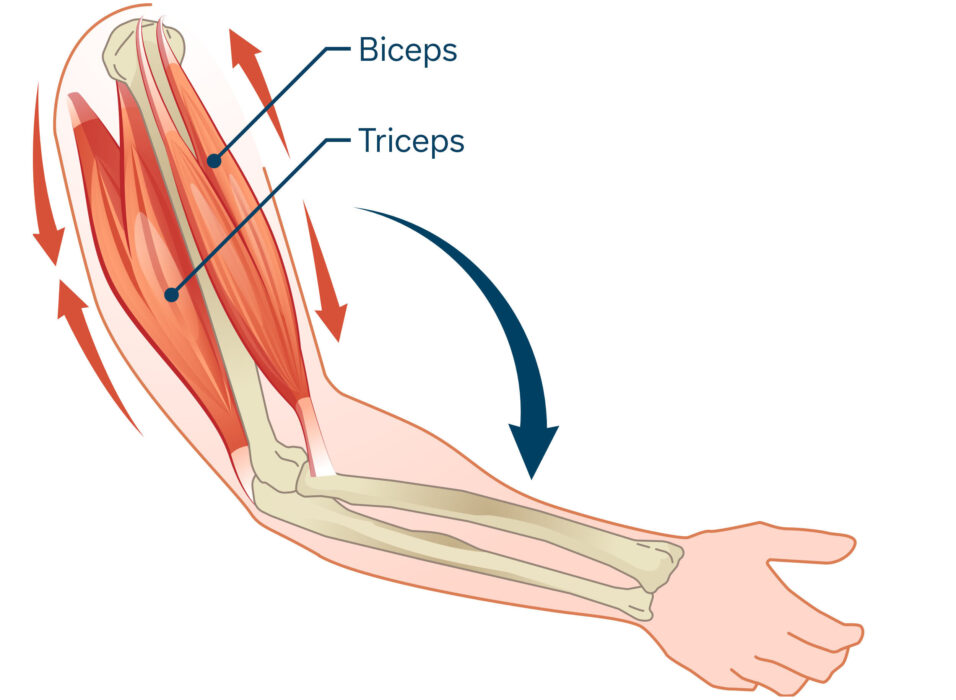 Thema - Bewegen - Spieren - Service Apotheek