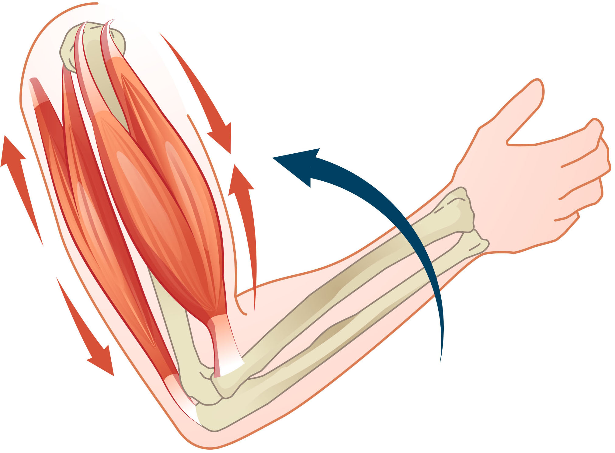 Thema - Bewegen - Spieren - Service Apotheek