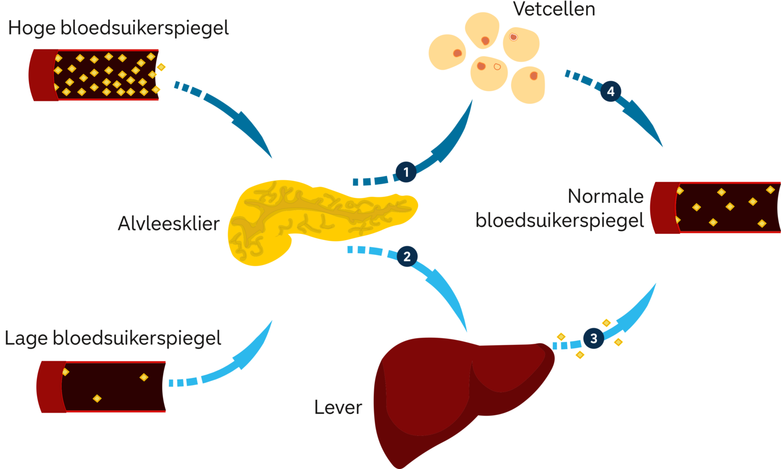 Thema- diabetes, de alvleesklier - Service Apotheek